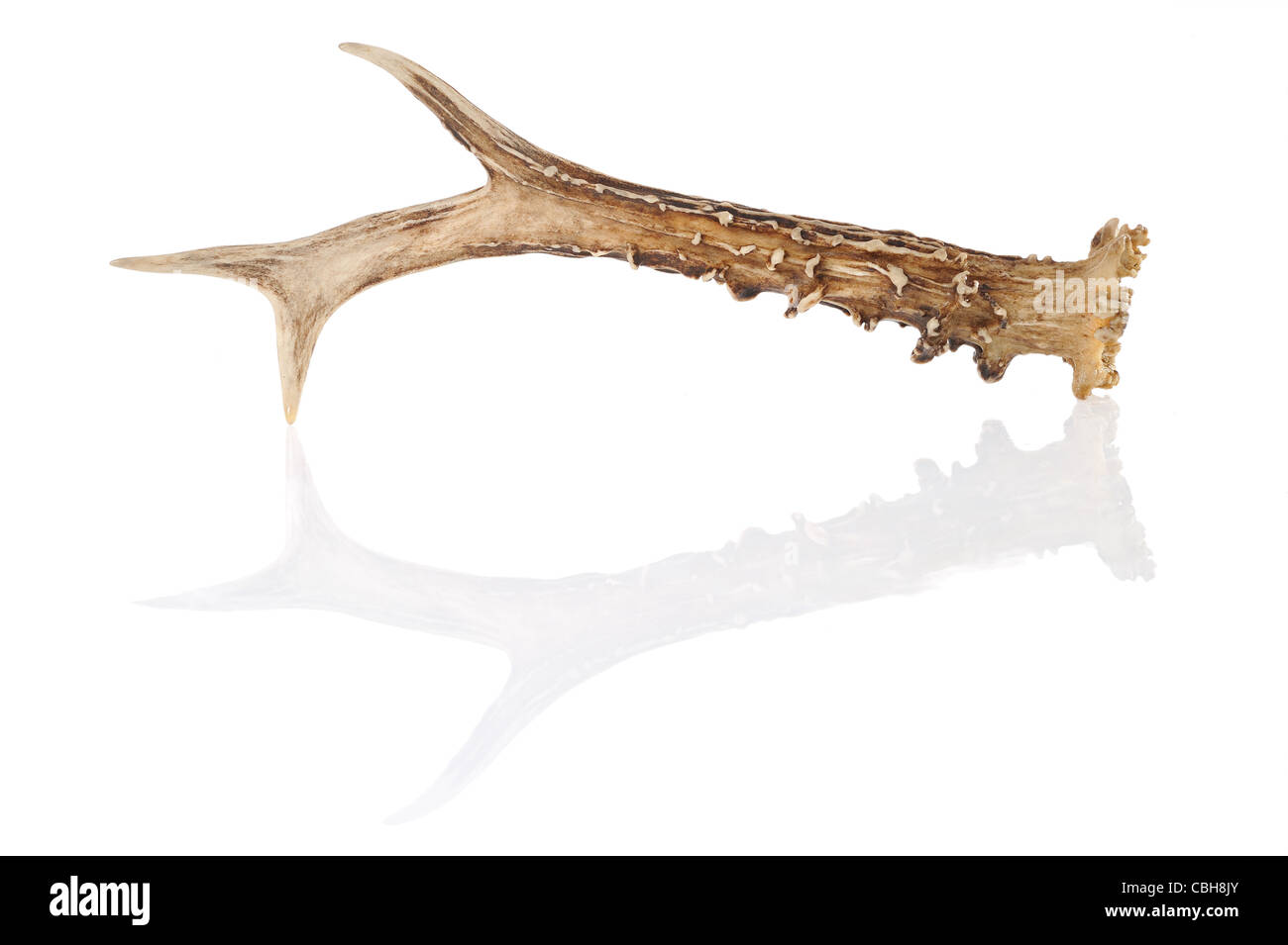 horns on a white background Stock Photo - Alamy