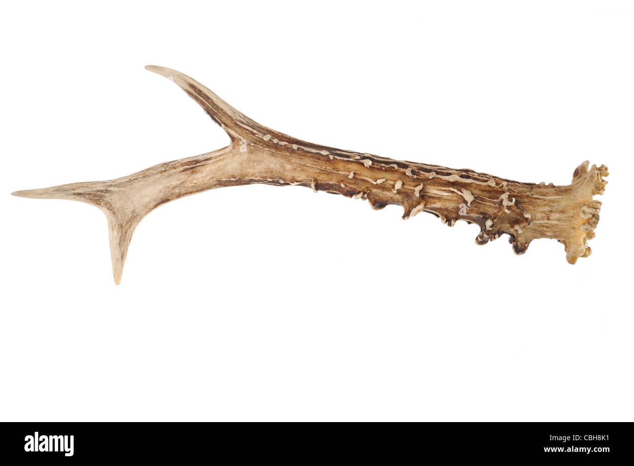 Bone horn Cut Out Stock Images & Pictures - Alamy