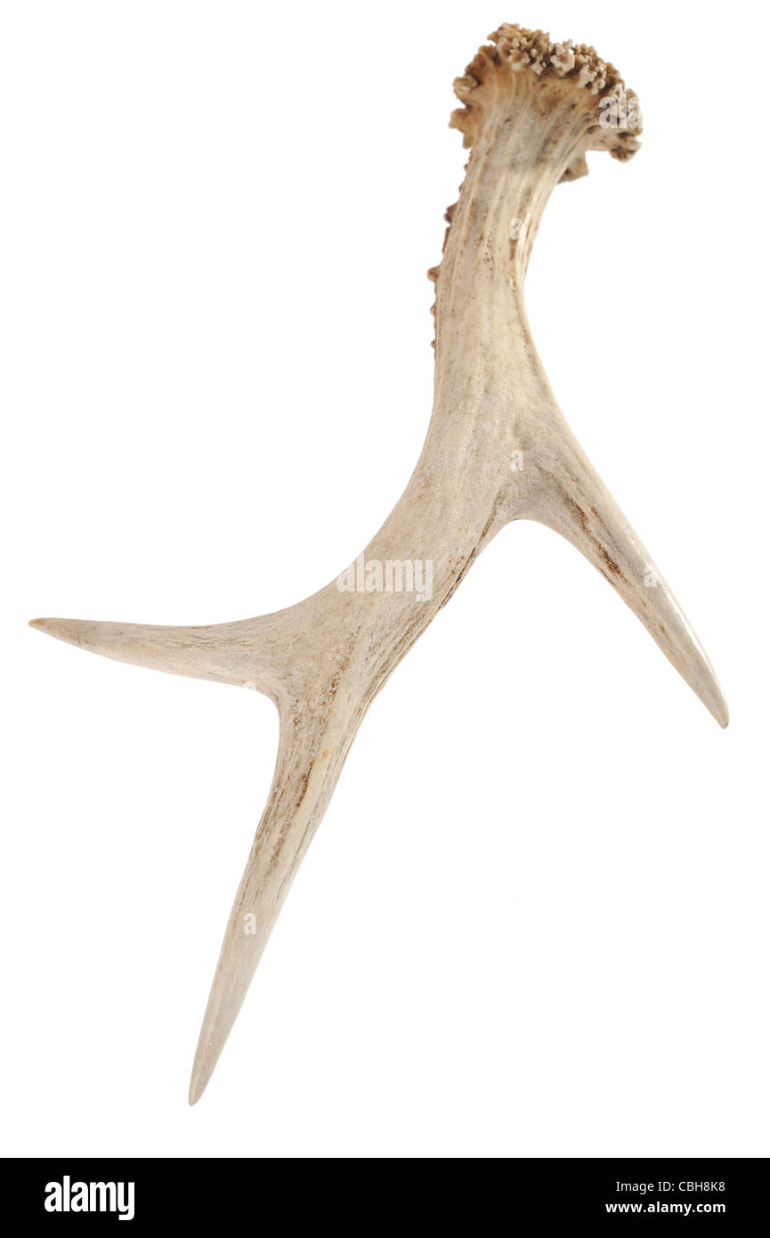 Hunting horn horn Cut Out Stock Images & Pictures - Alamy