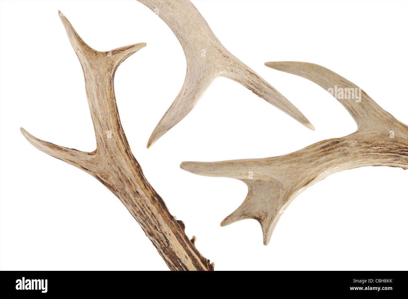 horns on a white background Stock Photo - Alamy