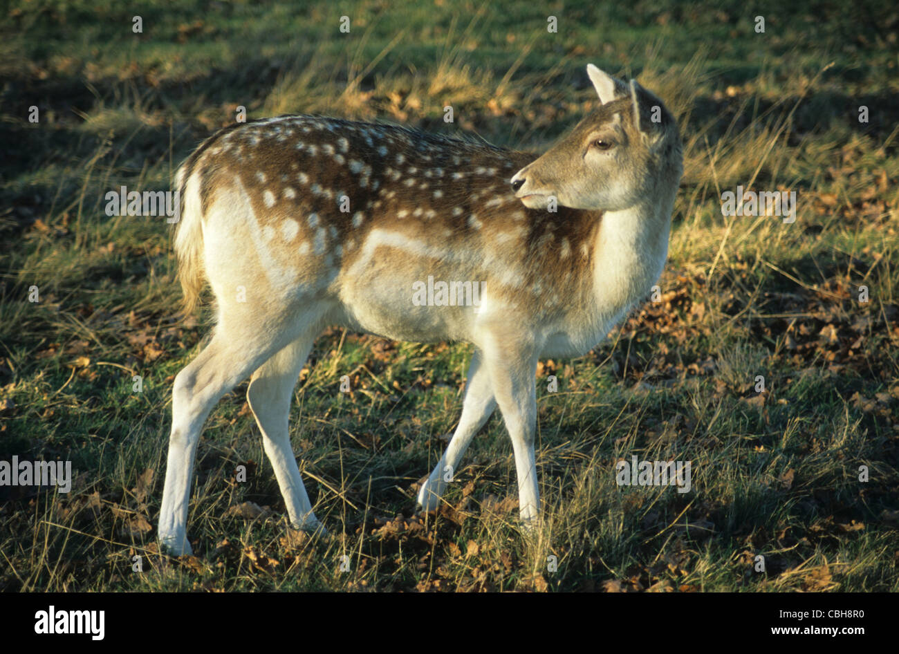 Fallow deer, UK Stock Photo - Alamy