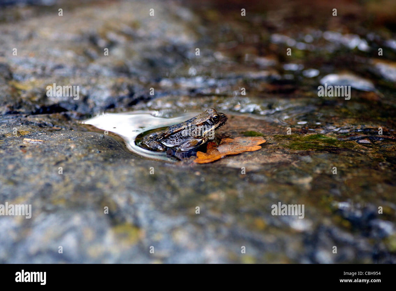 Pool frog uk hi-res stock photography and images - Alamy