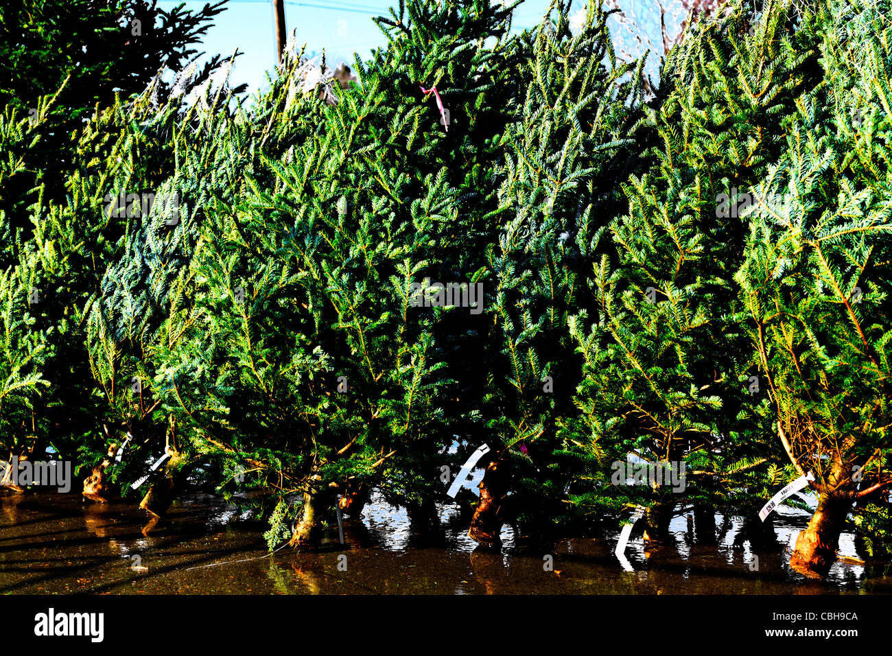 Scotch pine christmas tree hi-res stock photography and images - Alamy