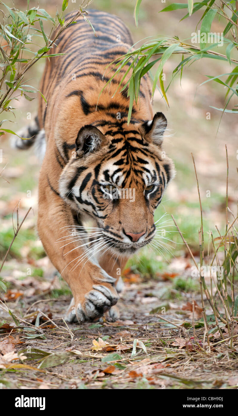 Female Sumatran tiger walking towards camera Stock Photo - Alamy