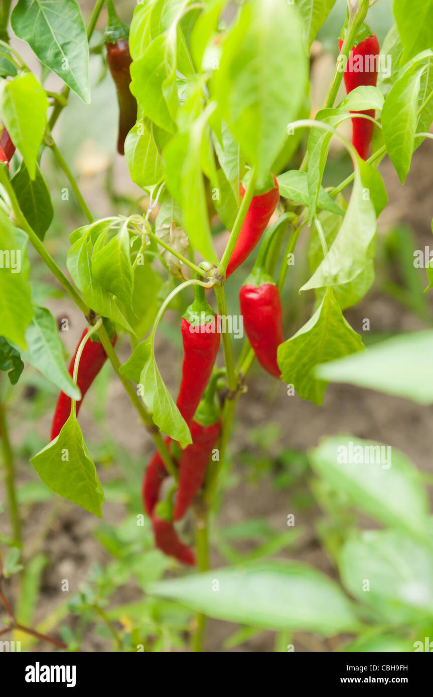 Red hot chilli peppers growing on a plant Stock Photo - Alamy