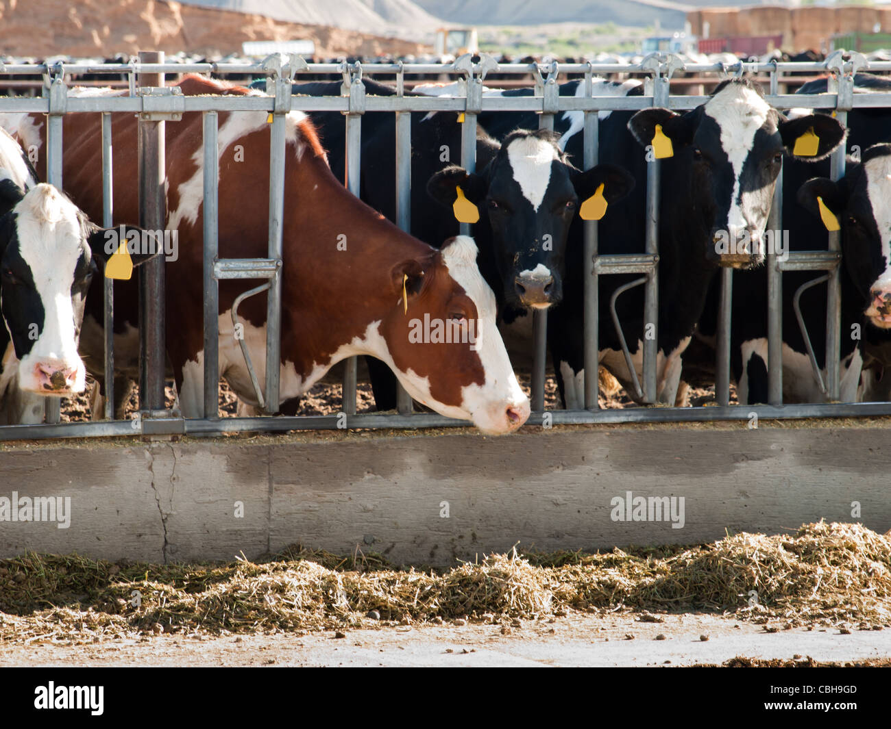 Colorado dairy farm hi-res stock photography and images - Alamy