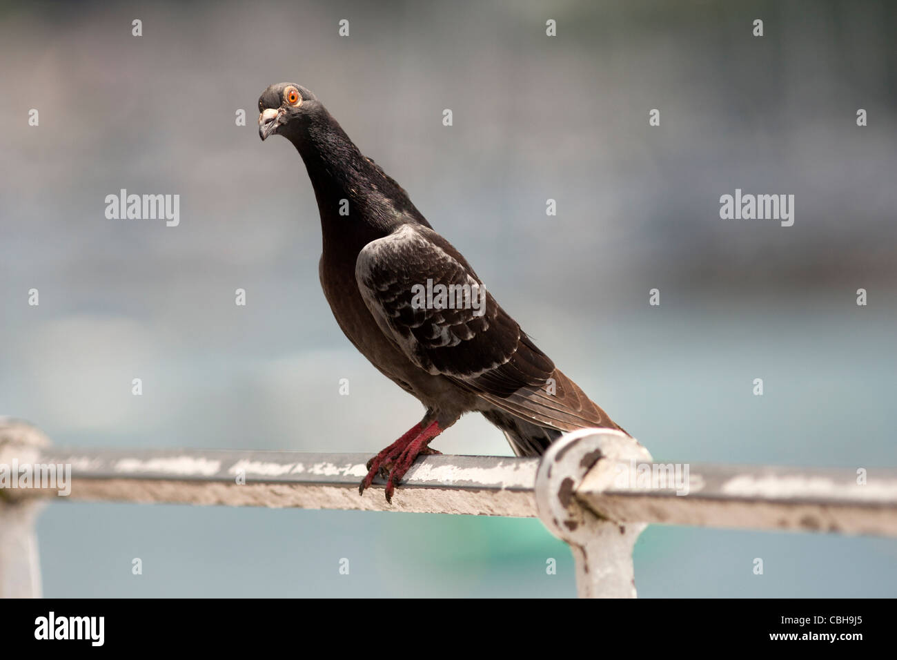 A pigeon looking anxiously Stock Photo - Alamy