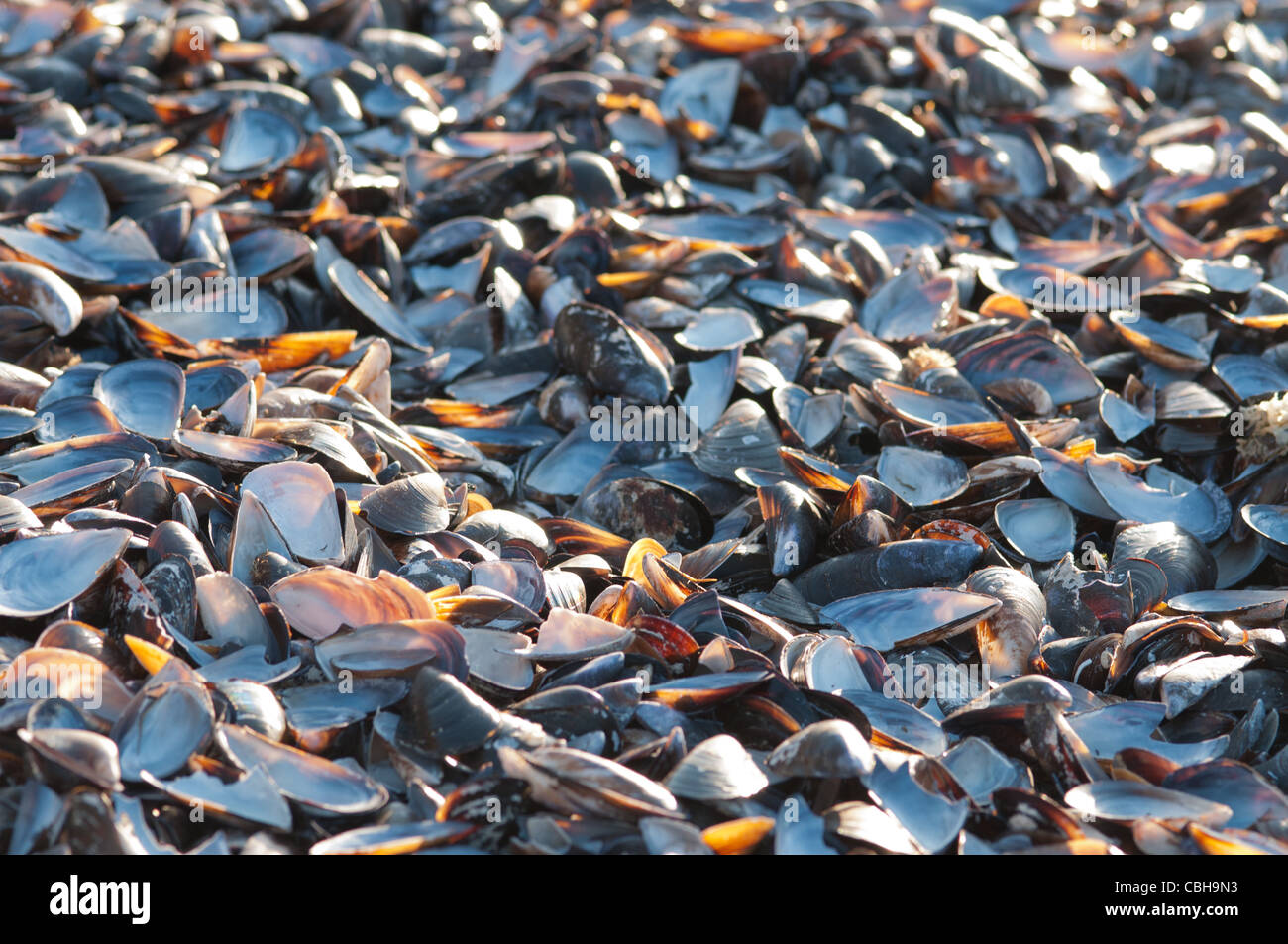 Big pile of empty mussel shells Stock Photo - Alamy