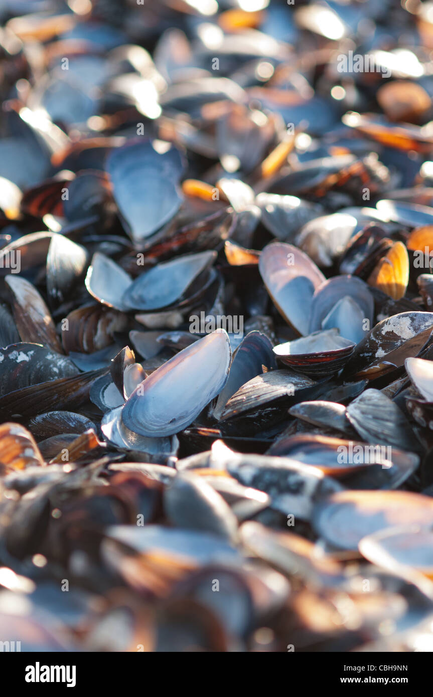 Big pile of empty mussel shells Stock Photo - Alamy
