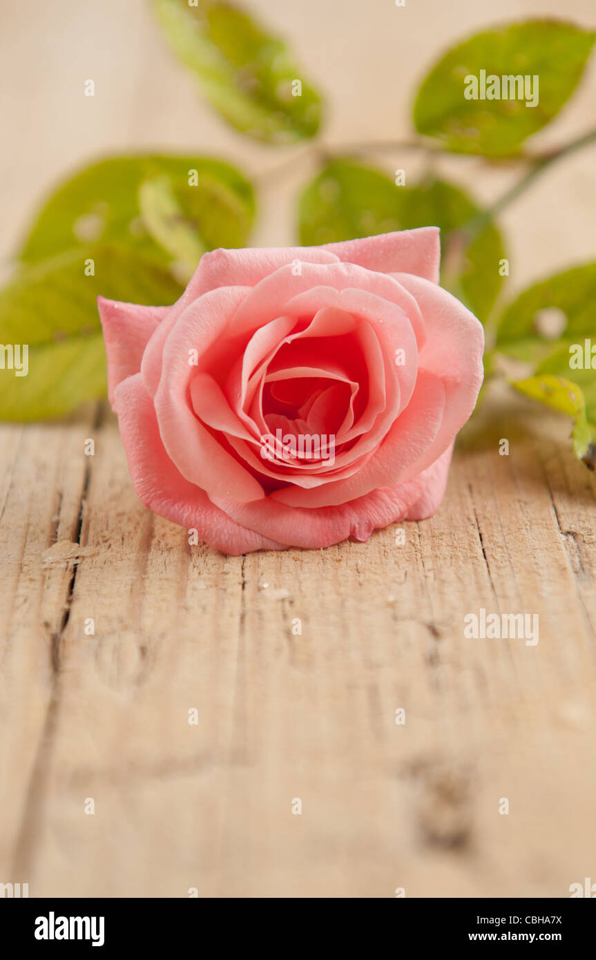 Rosy rose on a rustic wooden background Stock Photo - Alamy