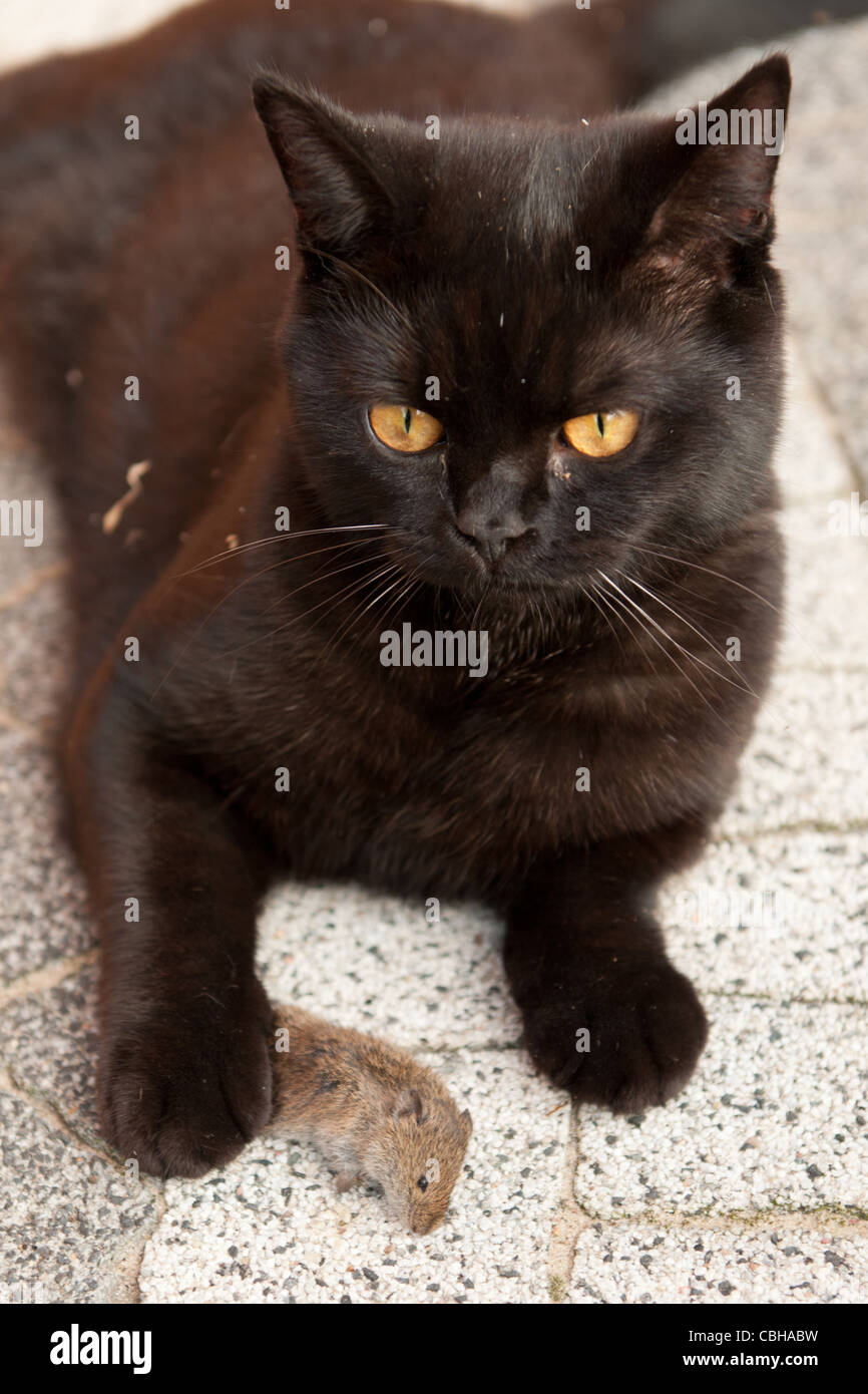 Hunted hi-res stock photography and images - Alamy