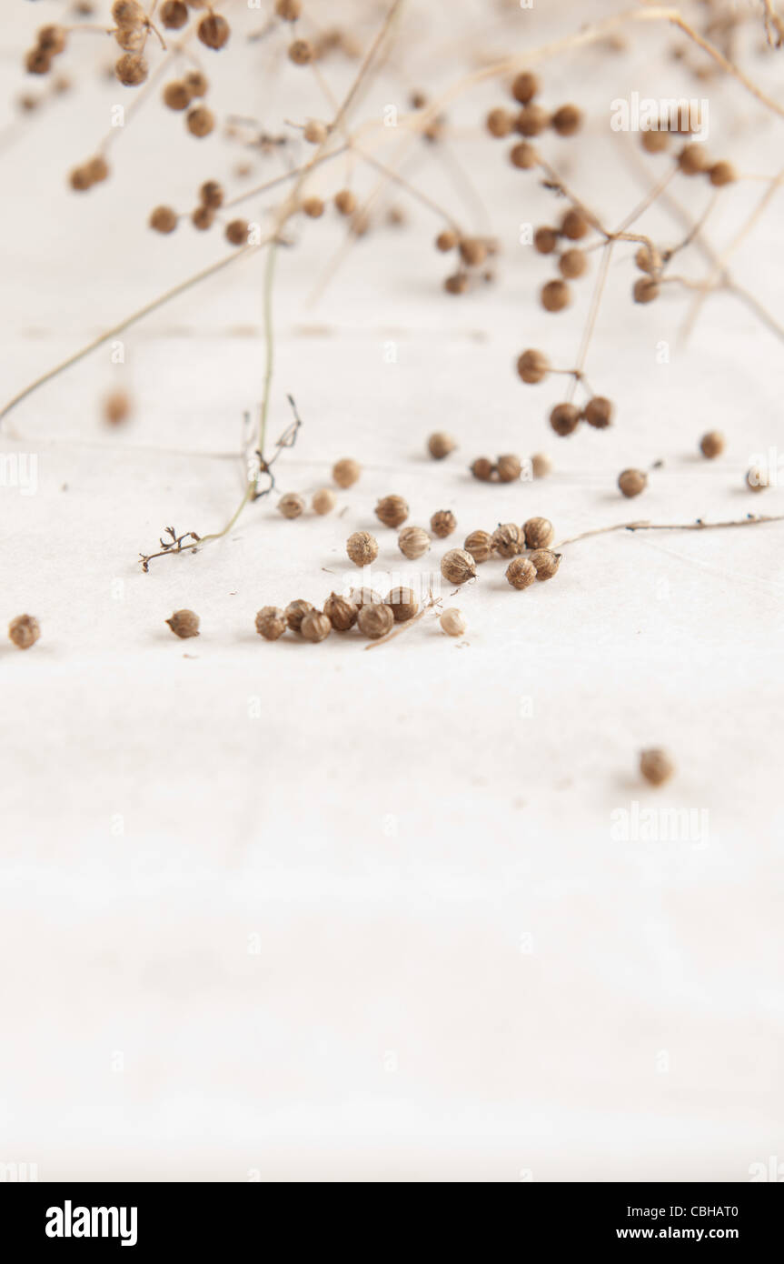 Dried natural bunch of coriander spice on white wooden background Stock ...