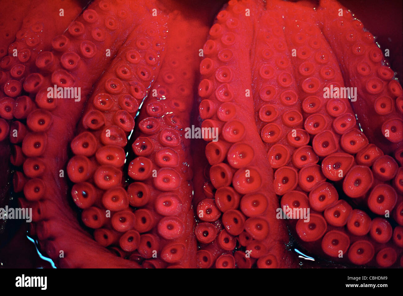 Octopus, Tsukiji Fish Market, Tokyo, Japan Stock Photo - Alamy