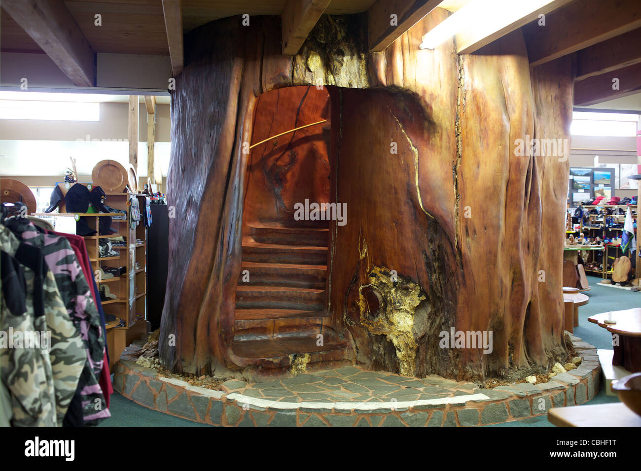 Ancient kauri kingdom hi-res stock photography and images - Alamy