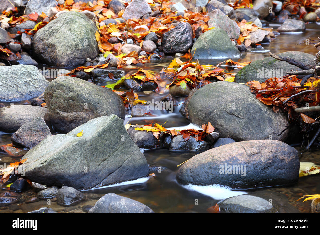 autumn leaf on stone in a creek Stock Photo - Alamy