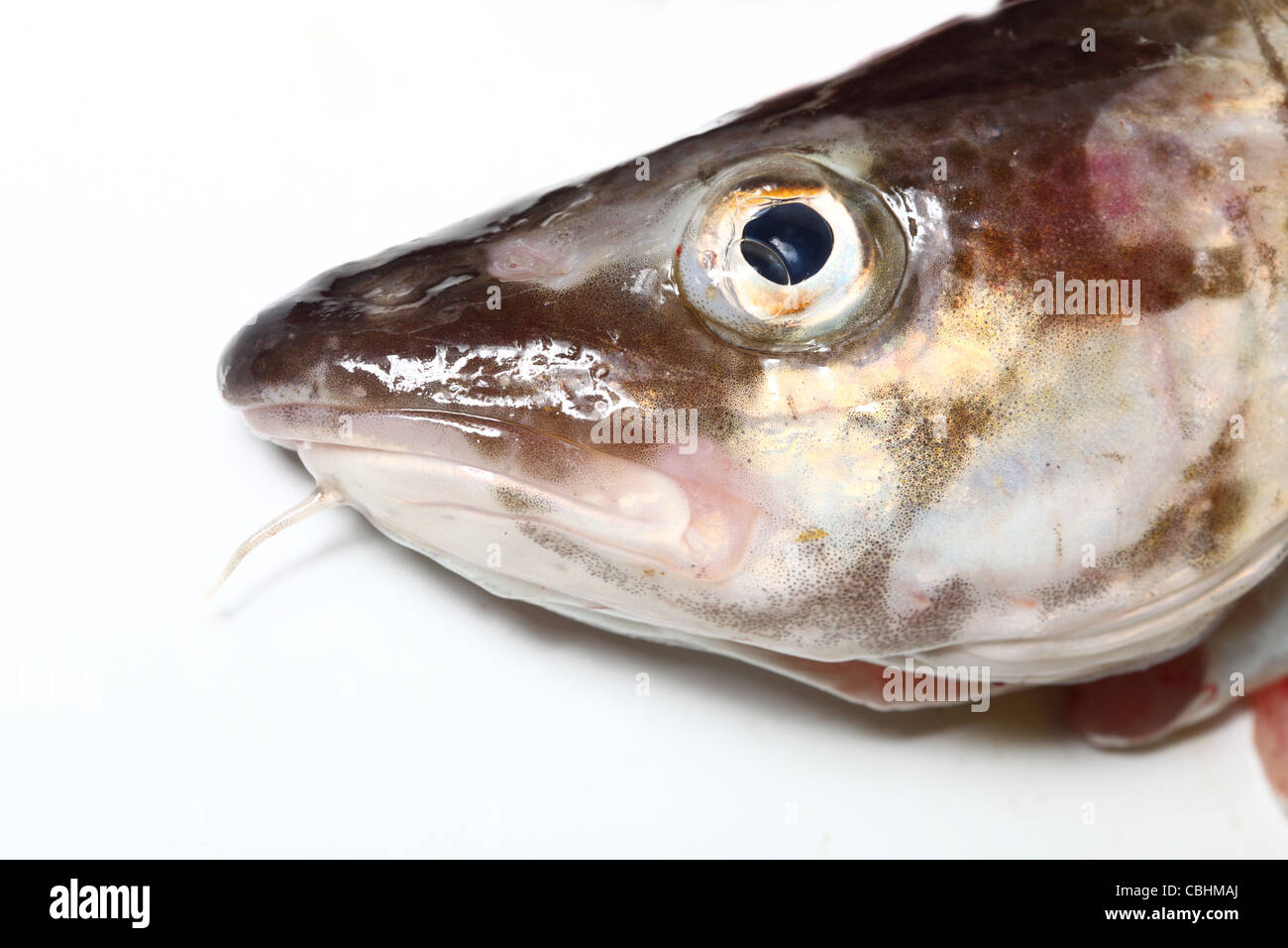 Raw cod fish on white background Stock Photo - Alamy