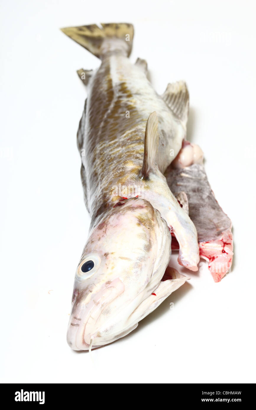Raw cod fish on white background Stock Photo - Alamy
