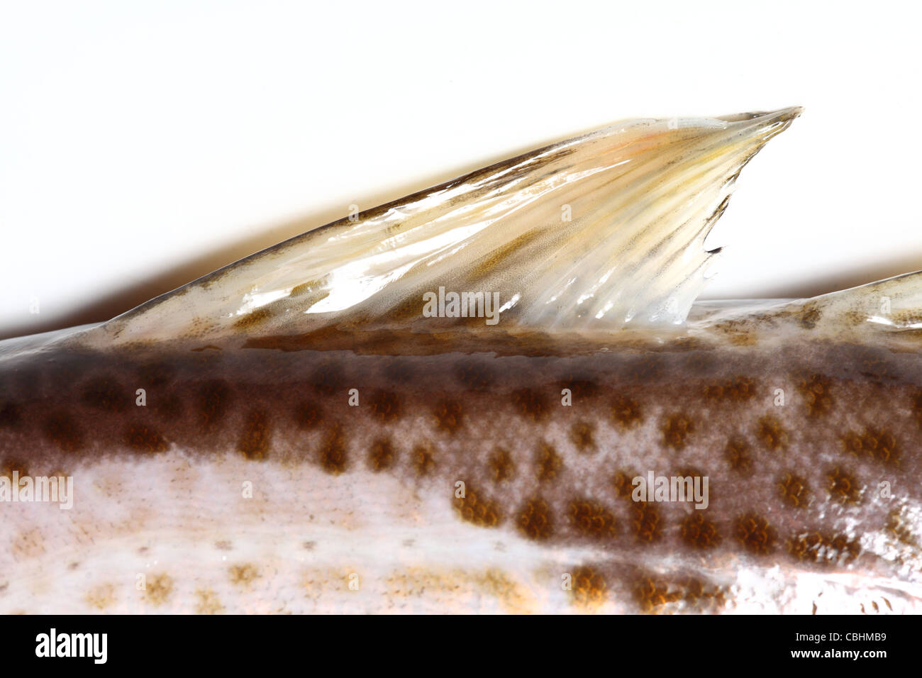 Raw cod fish fin background Stock Photo - Alamy