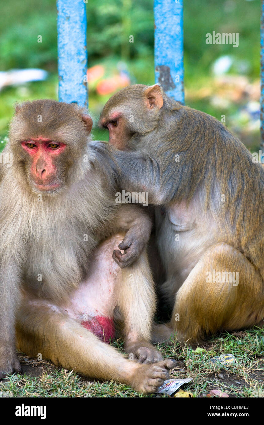 Rhesus Macaque monkeys grooming each other Stock Photo - Alamy