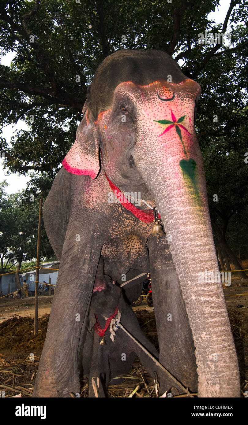 A young elephant calf feeding. photo taken during the annual Haathi ...