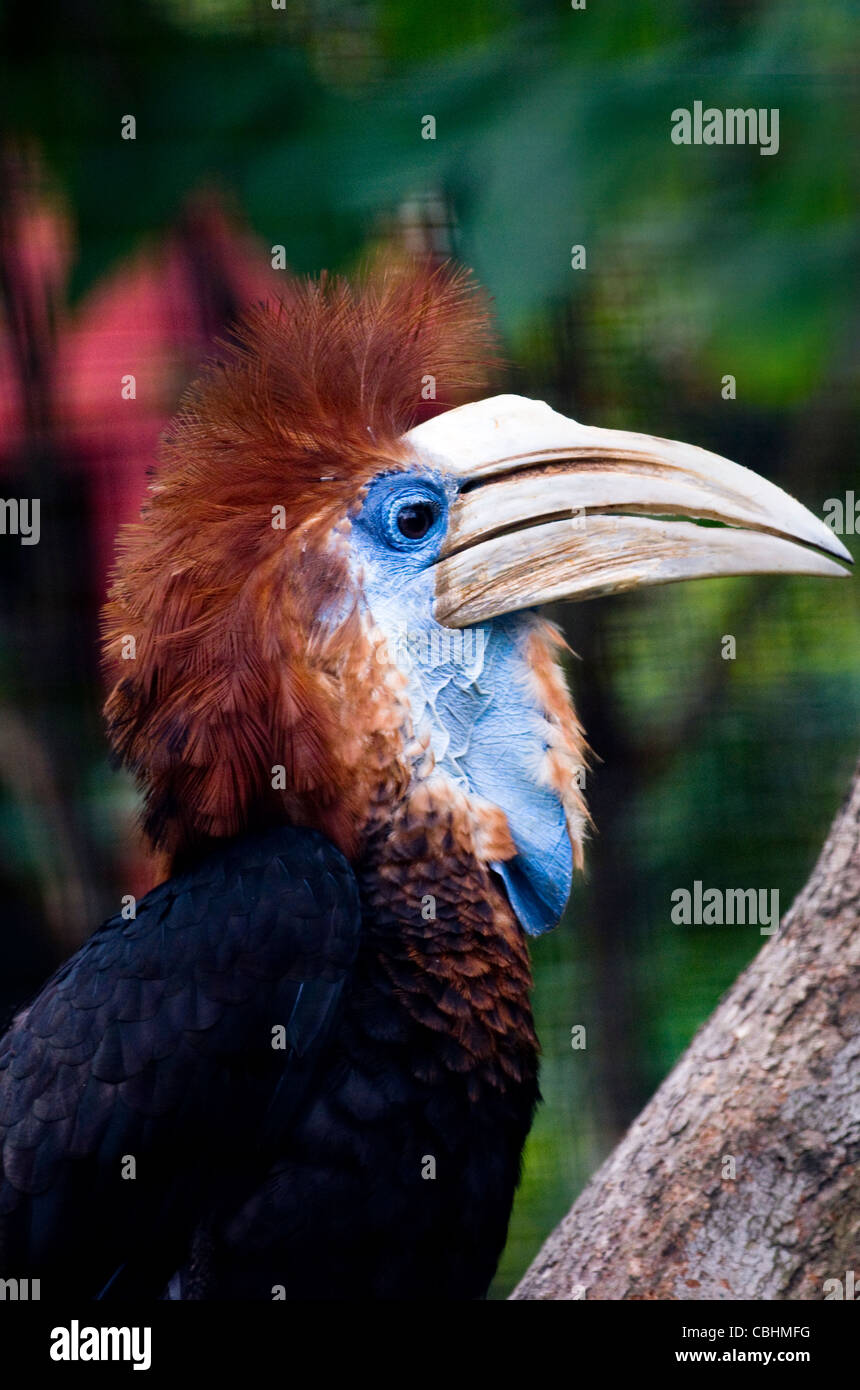 Casqued hornbill hi-res stock photography and images - Alamy