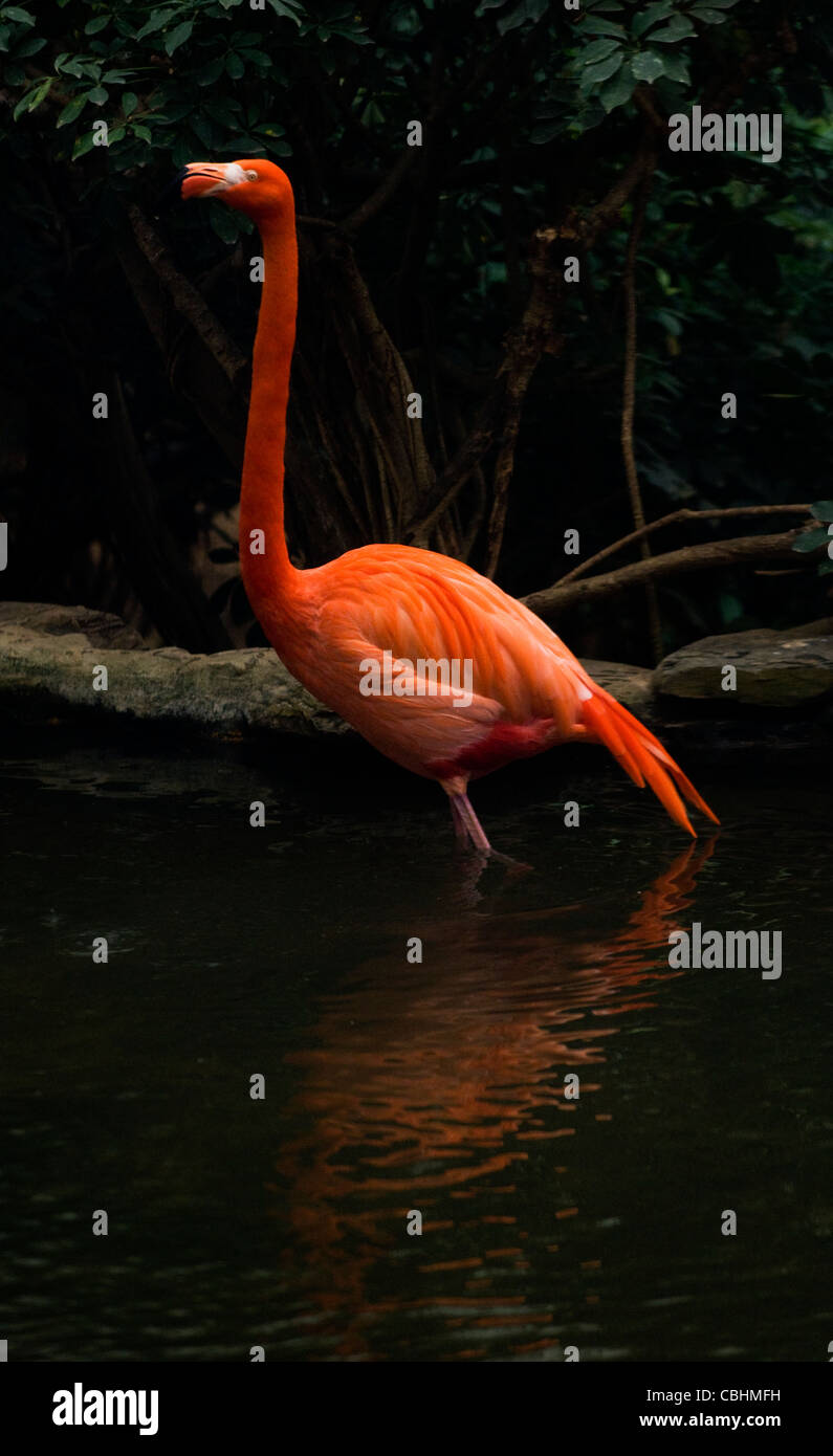A colorful American Flamingo bird Stock Photo - Alamy
