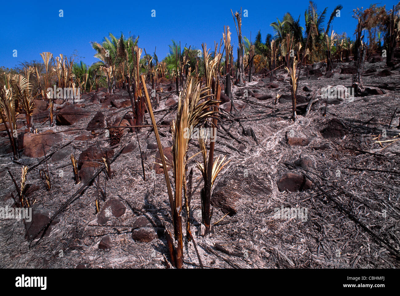 Slash and burn method used to burn land to be cleared for farming in ...