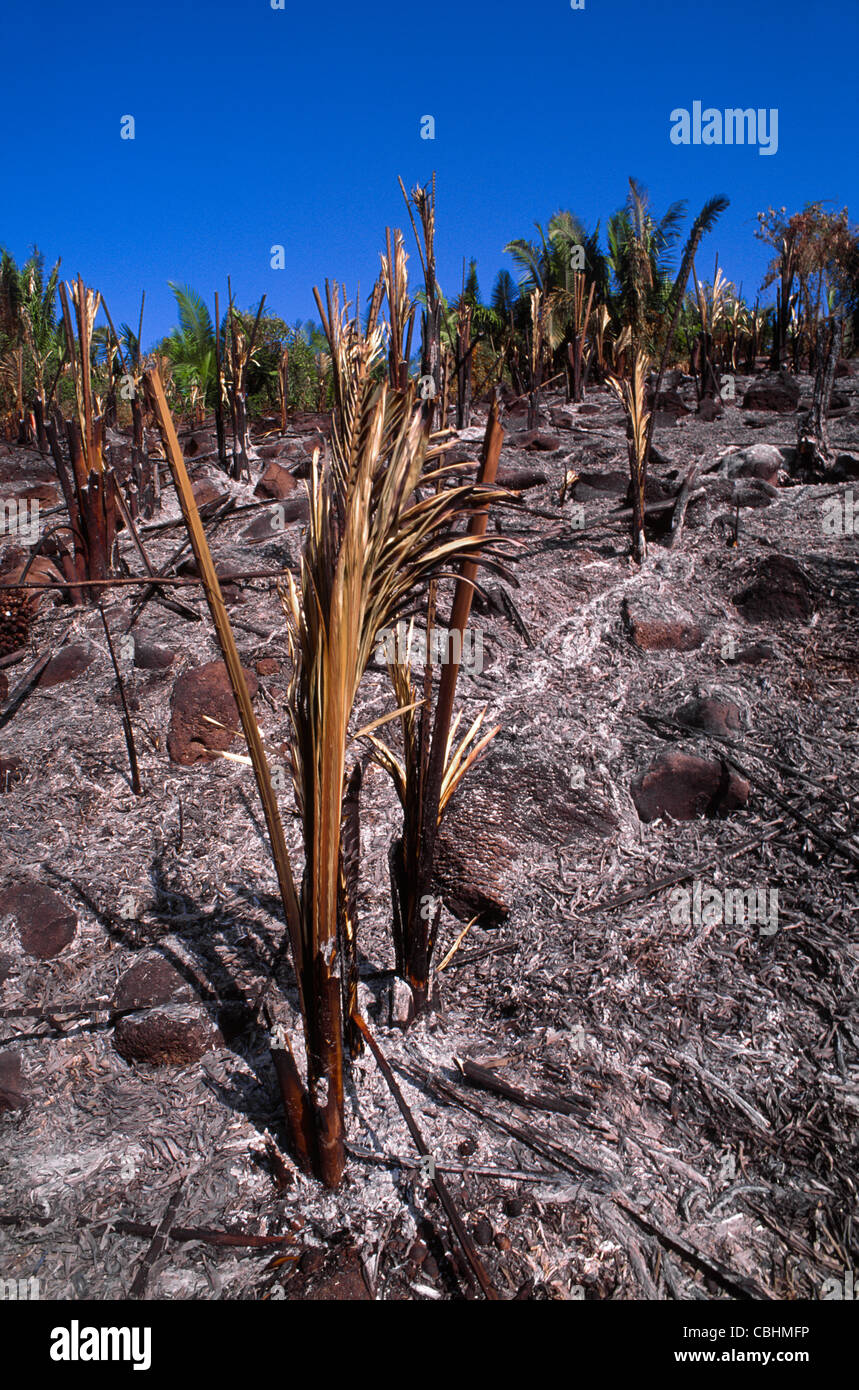 Slash and burn method used to burn land to be cleared for farming in ...