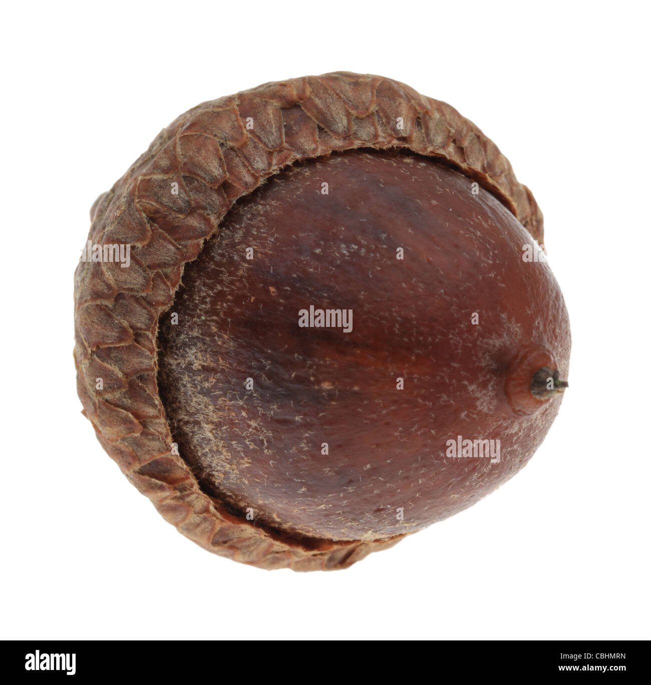 Macro shot of a single oak nut isolated against a white background ...