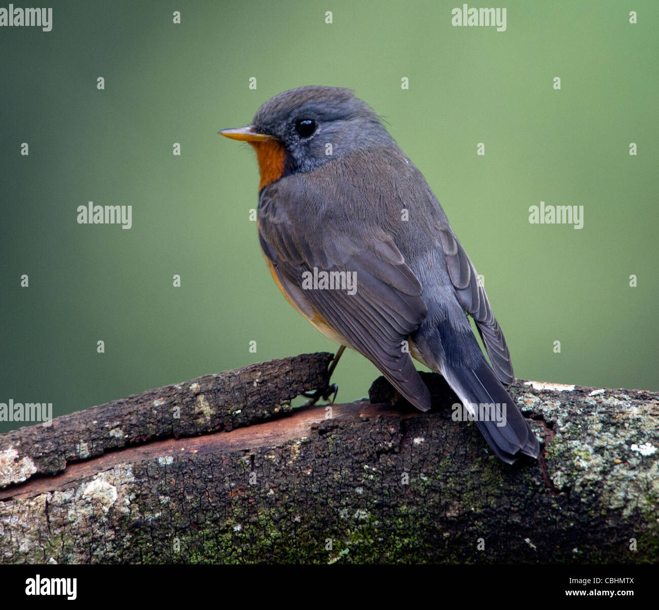Ooty bird hi-res stock photography and images - Alamy