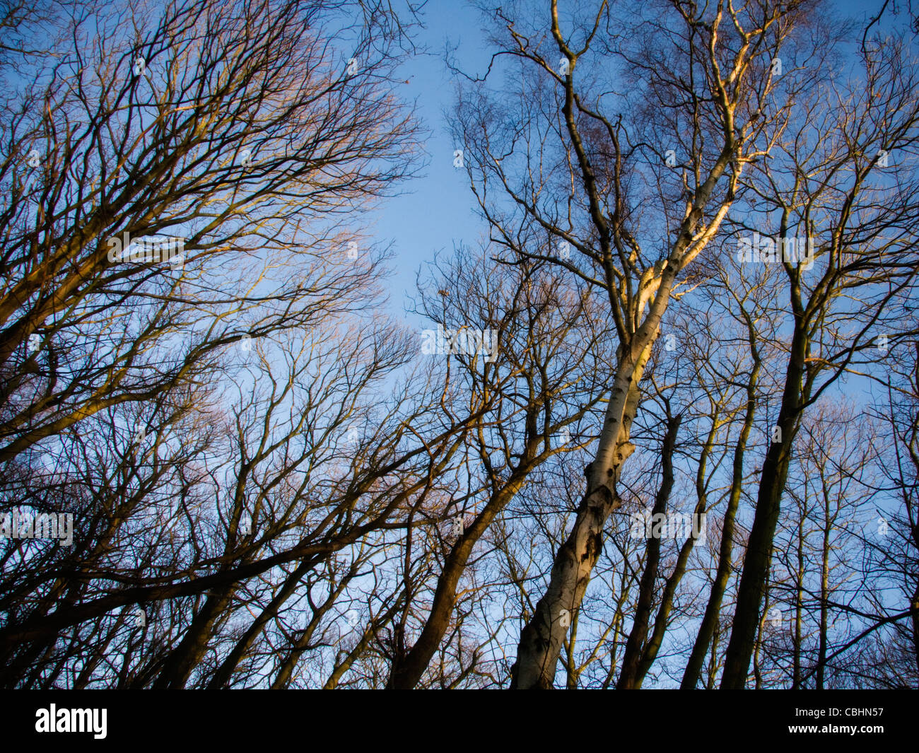 English tree trunks with sunlight hi-res stock photography and images ...