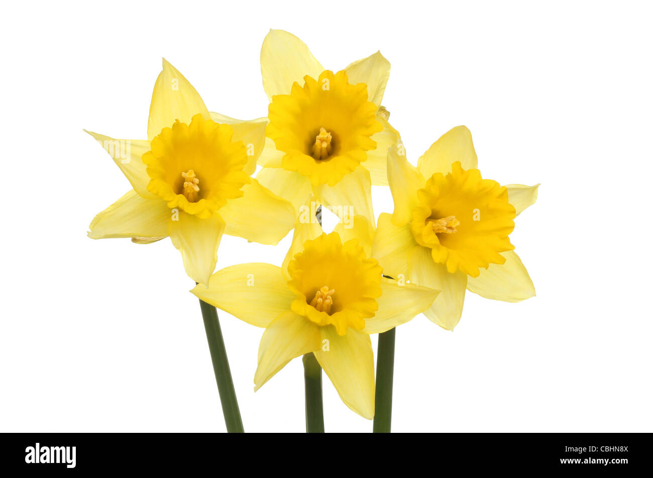 Four yellow daffodil flowers isolated against white Stock Photo - Alamy