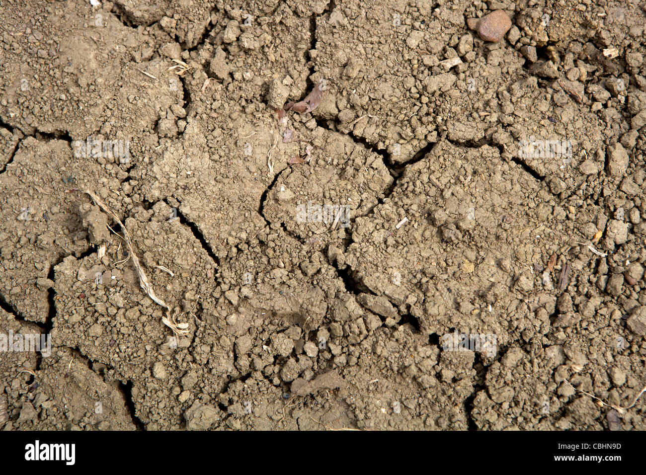 Dry Soil with Desiccation Cracks and Withered Failed Cops and Plants ...