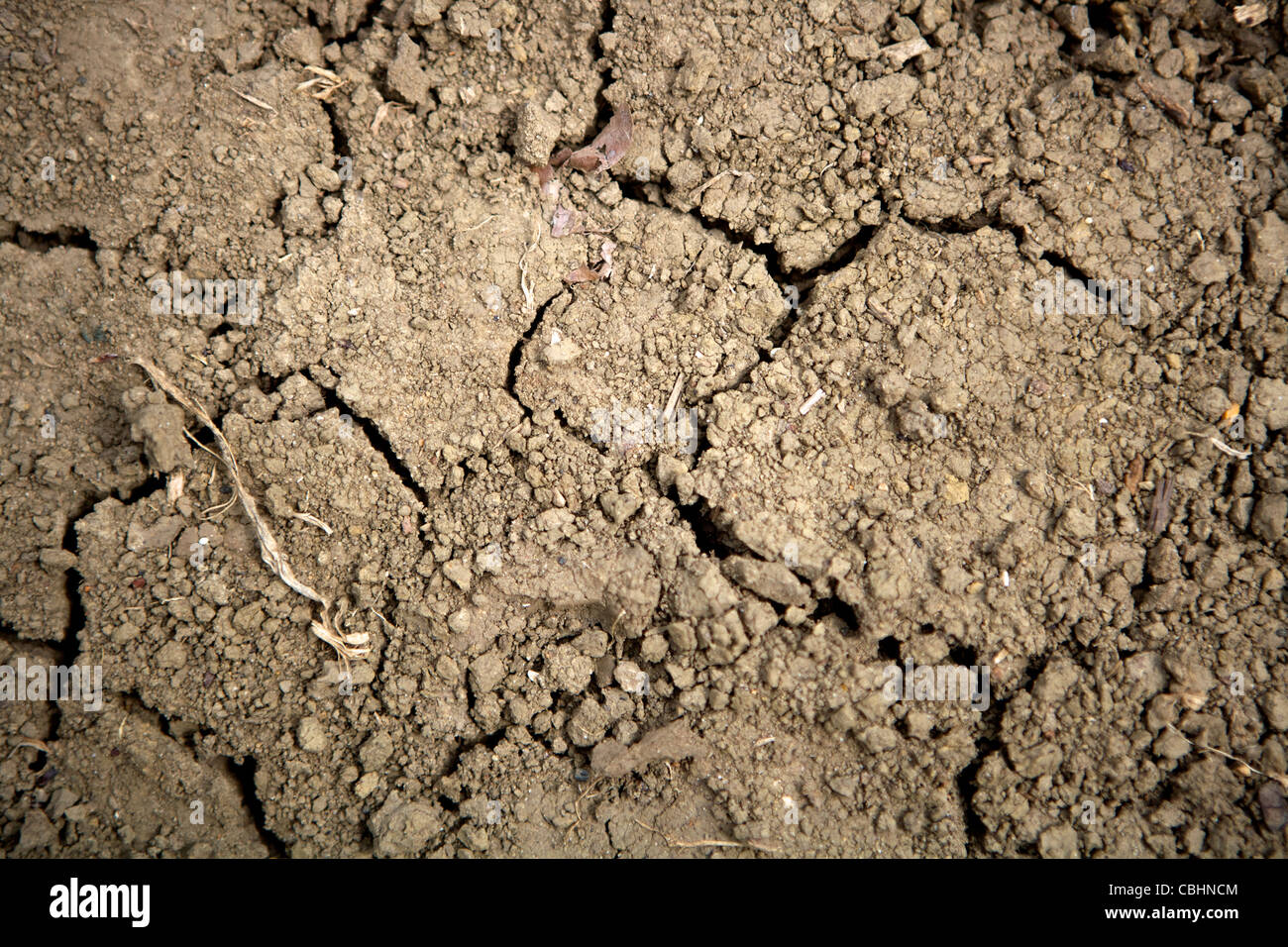 Dry Soil with Desiccation Cracks and Withered Failed Cops and Plants ...