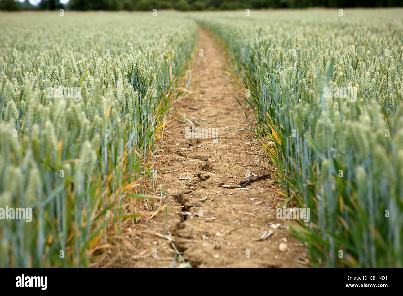 Stunted Ripening Wheat Crop Field Stock Photo - Alamy