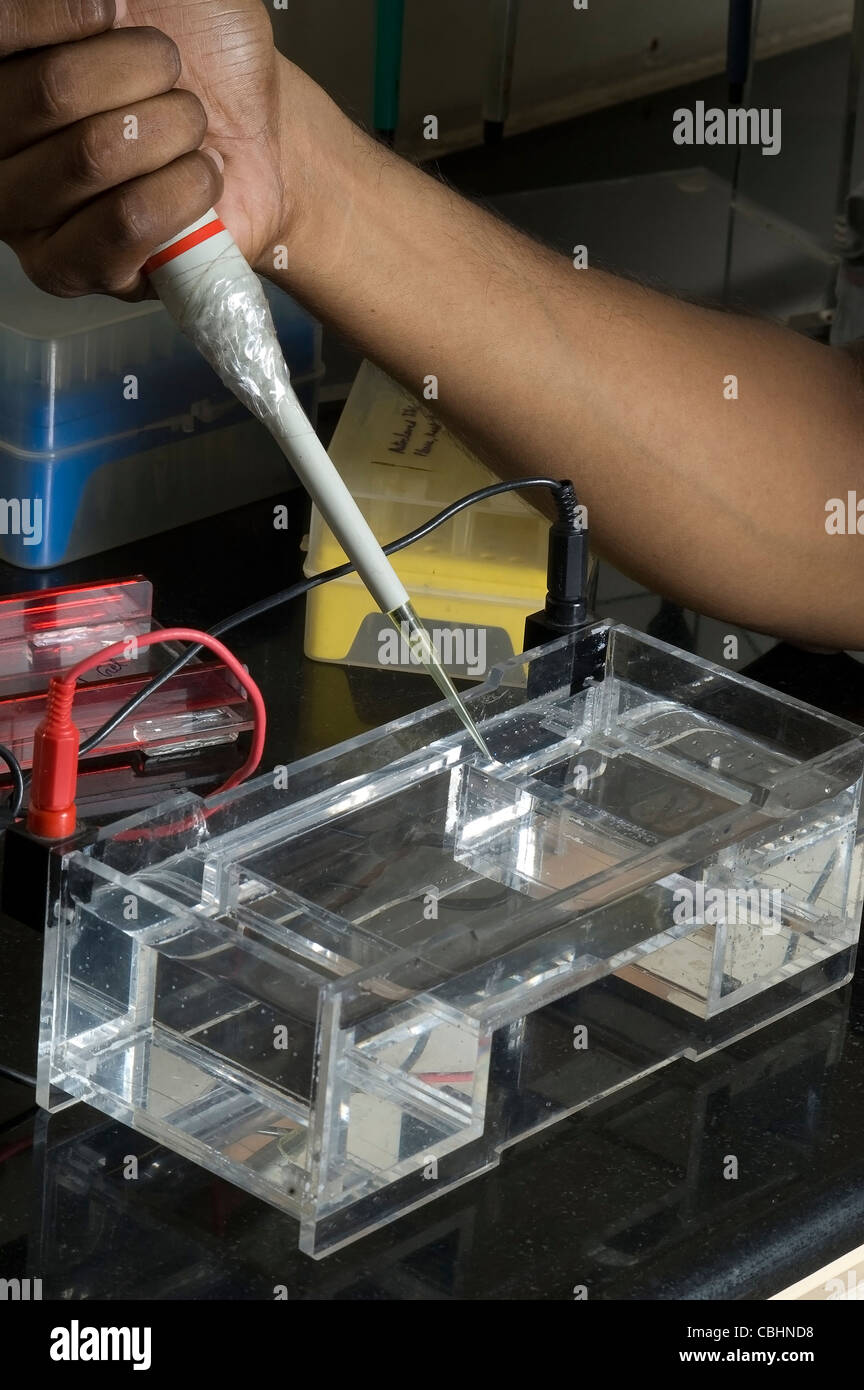 Loading DNA sample in Electrophoresis Stock Photo - Alamy