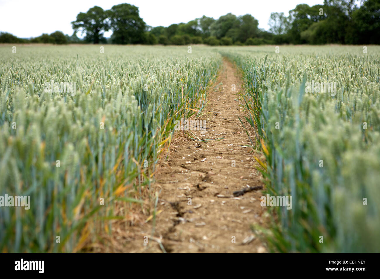 Stunted growth hi-res stock photography and images - Alamy
