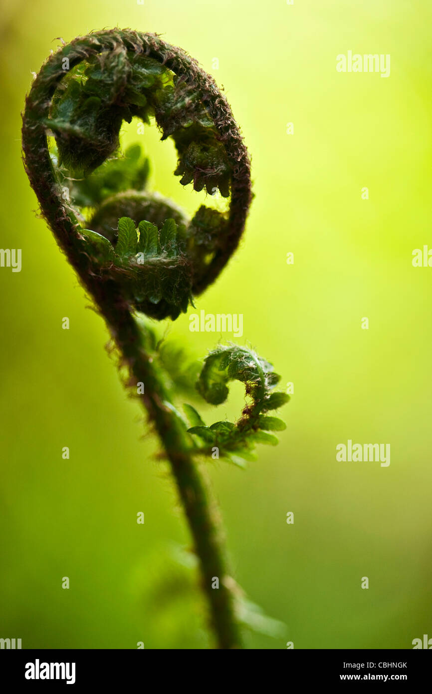 Unfolding fern leaves hi-res stock photography and images - Alamy
