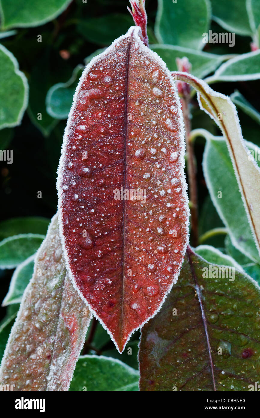 Red robin bush hi-res stock photography and images - Alamy
