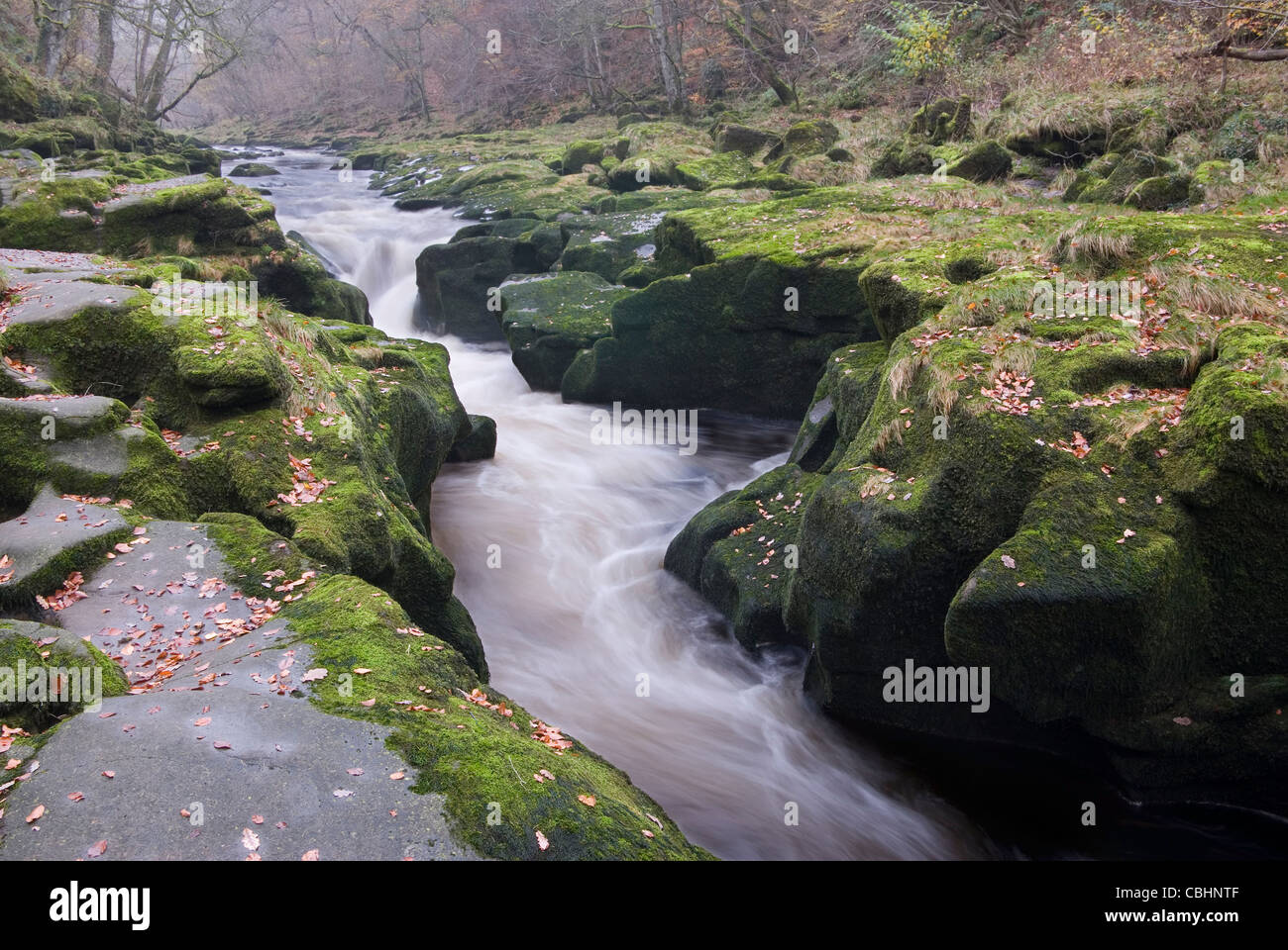 The Strid in autumn Stock Photo - Alamy