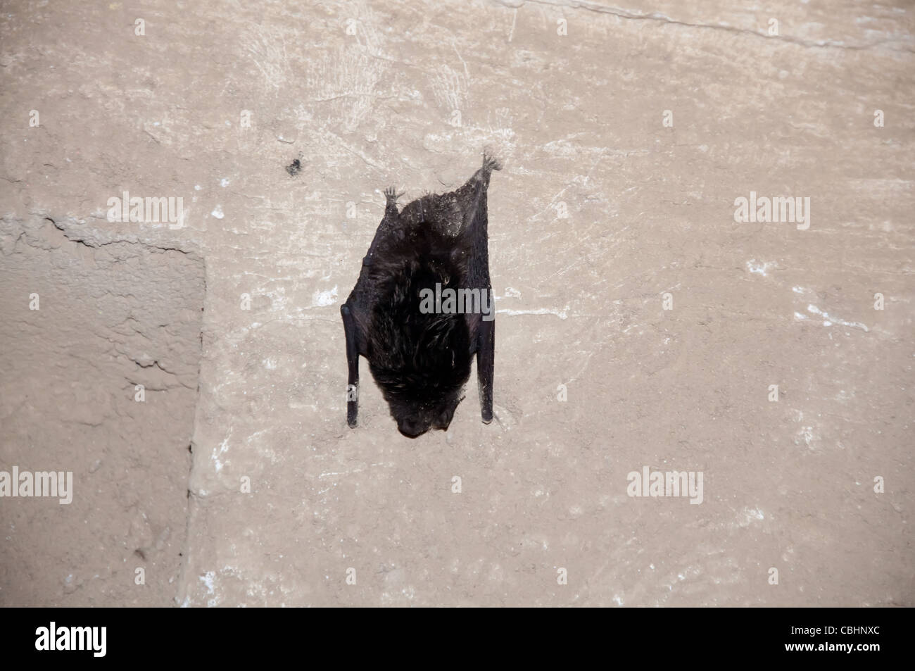 bat being hanging on the wall in the underground bunker Stock Photo - Alamy