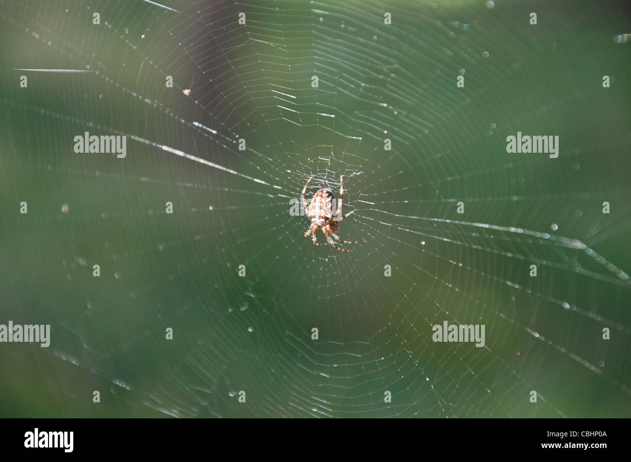 spider on net hanging on the branch Stock Photo - Alamy