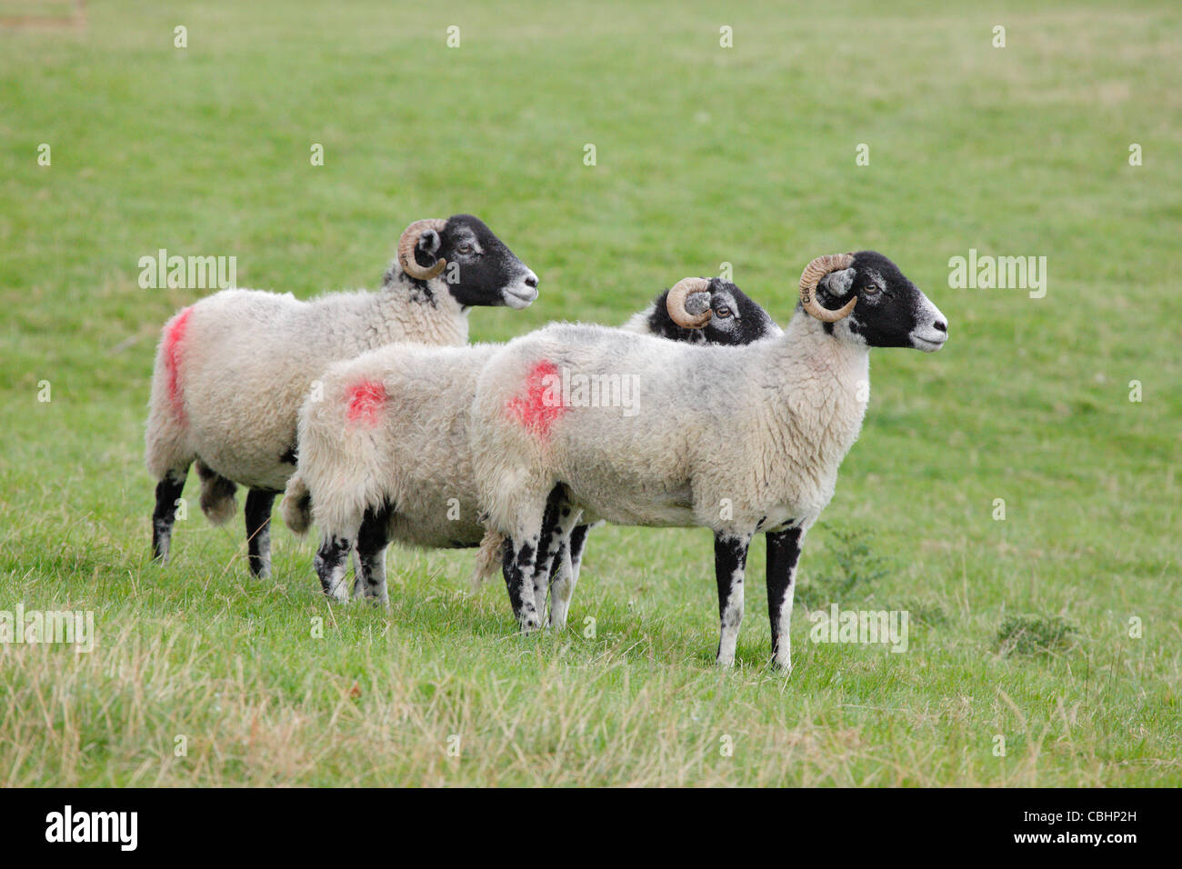 Three sheep in field Stock Photo - Alamy