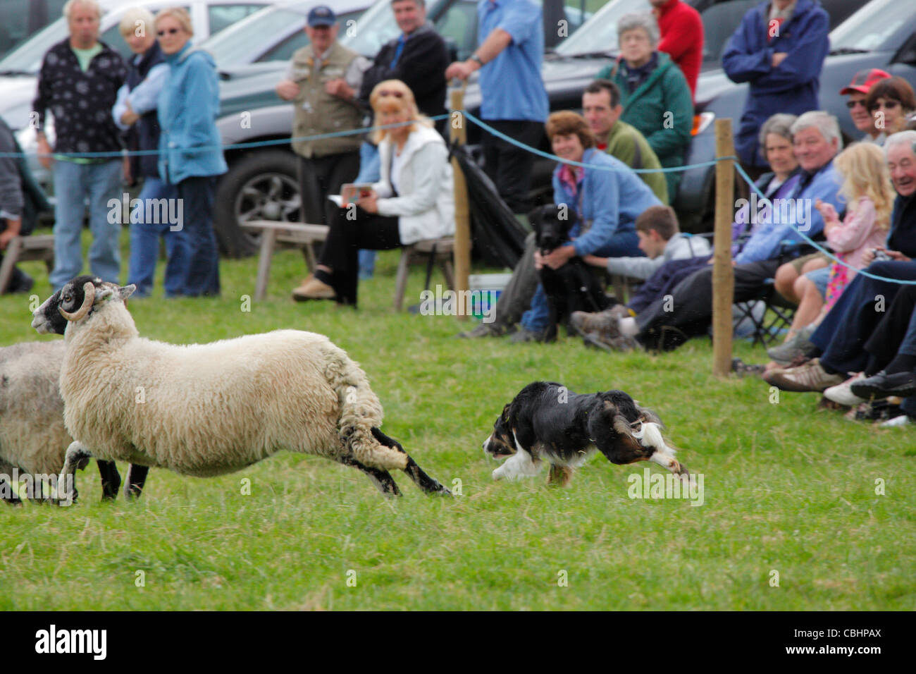 Sheep dog herding sheep in front of spectators at Calbeck Sheep Dog ...
