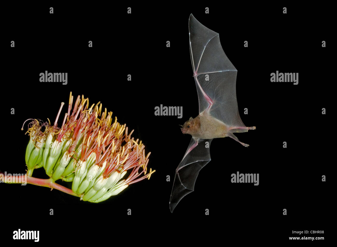 Lesser Long-nosed Bat Leptonycteris curasoae Amado, Arizona, United ...