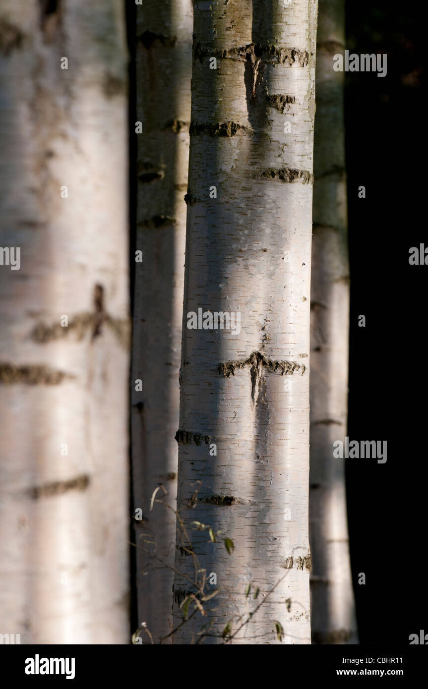Silver birch (Betula spp) tree trunks Stock Photo - Alamy