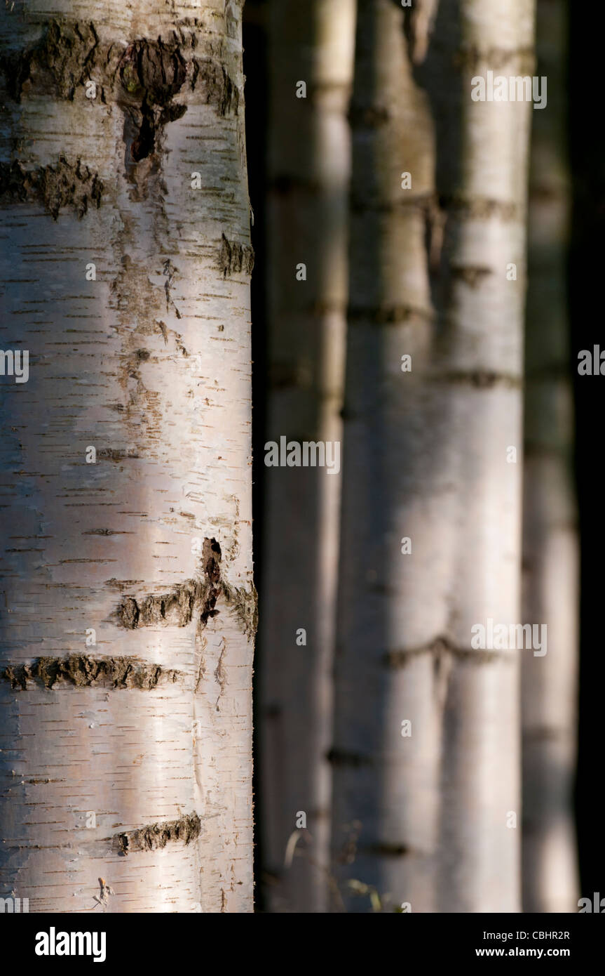 Silver birch (Betula spp) tree trunks Stock Photo - Alamy