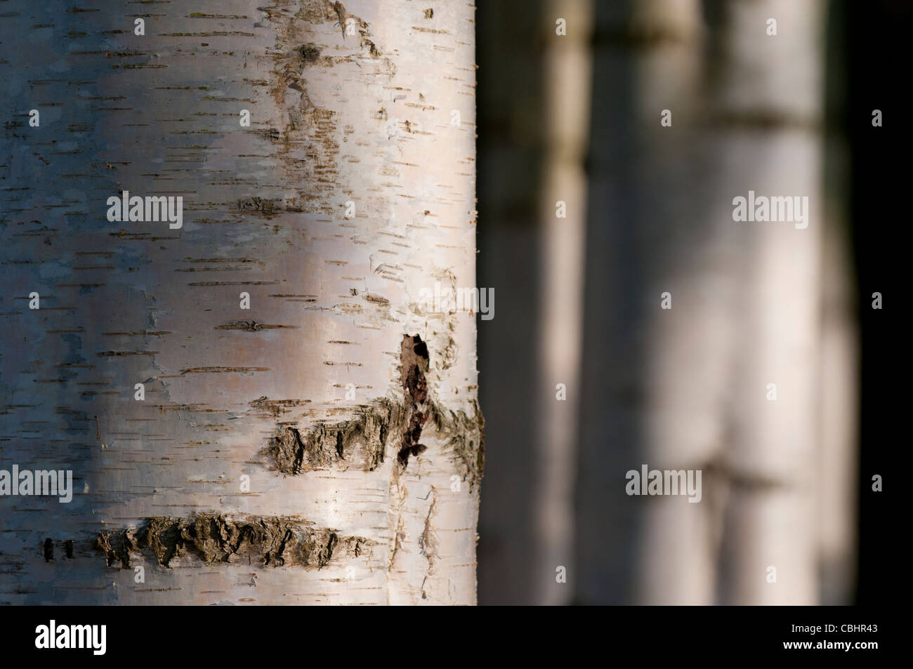 Silver birch (Betula spp) tree trunks Stock Photo - Alamy
