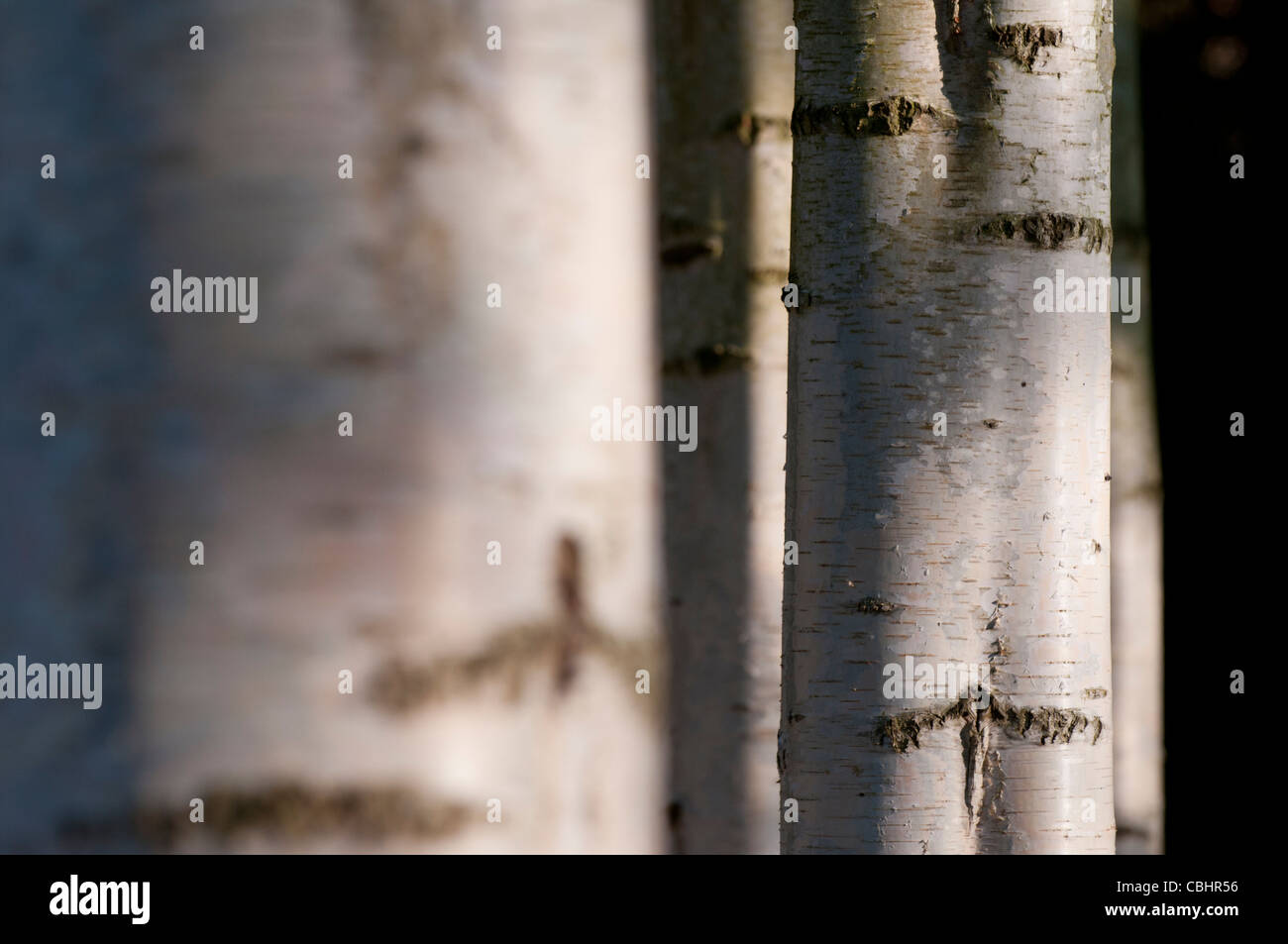 Silver birch (Betula spp) tree trunks Stock Photo - Alamy