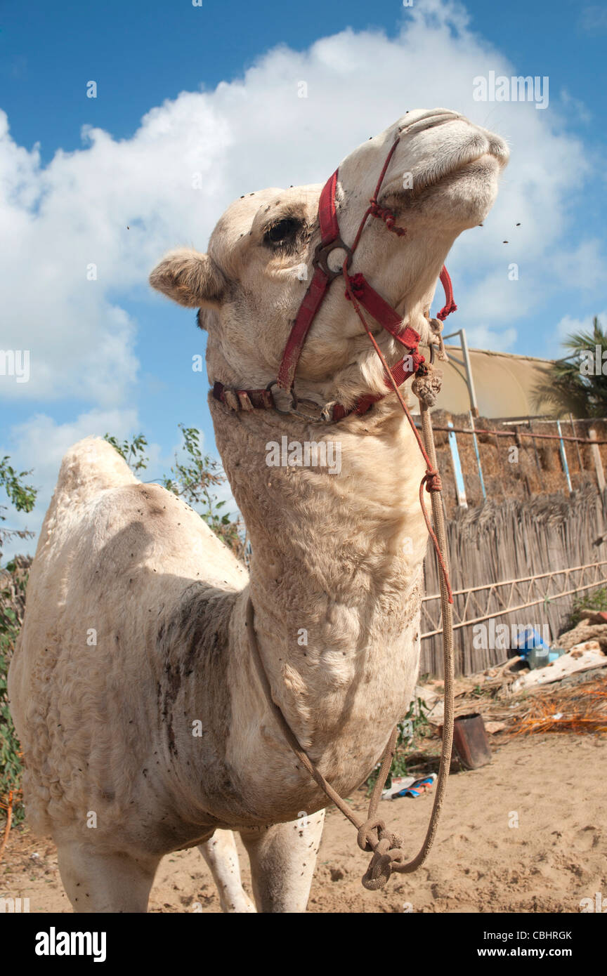 White Camel High Resolution Stock Photography and Images - Alamy